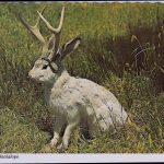 The Fabulous JACKALOPE of North America Jackalopes are the rarest ...