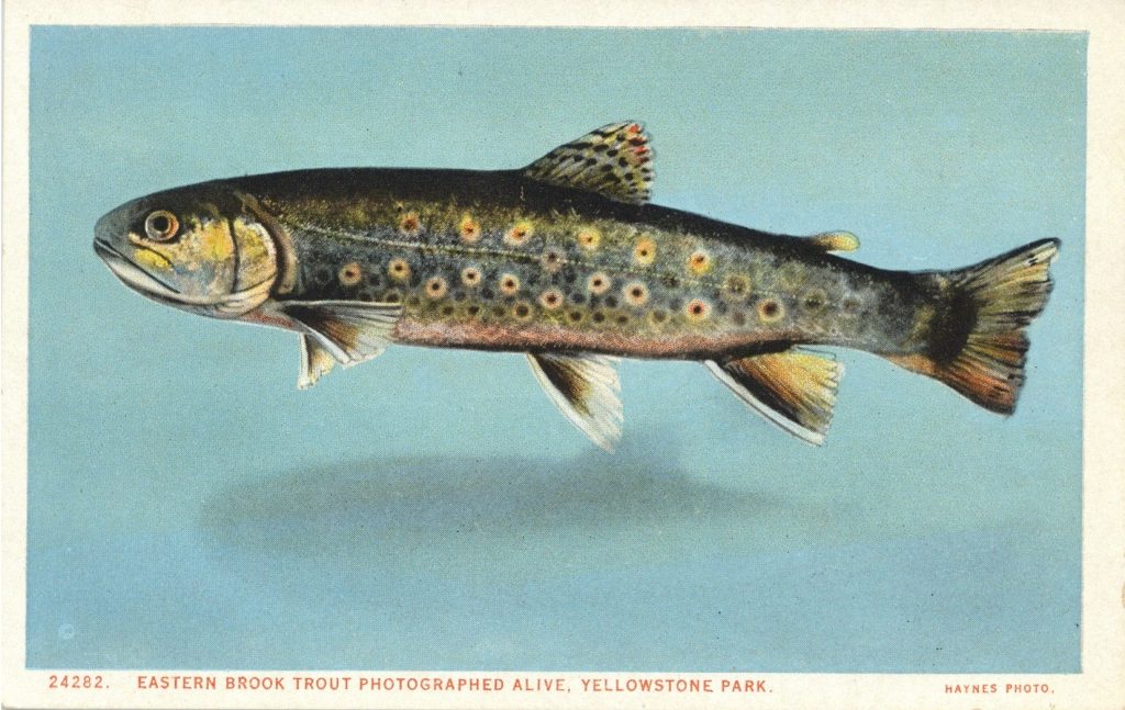1925 ca. Eastern Brook Trout Yellowstone Park fish postcard front