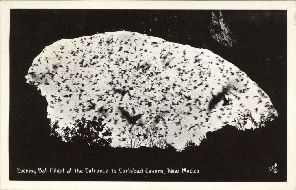 1946 5 13 BAT Evening Bat Flight at Entrance Carlsbad Cavern, New ...