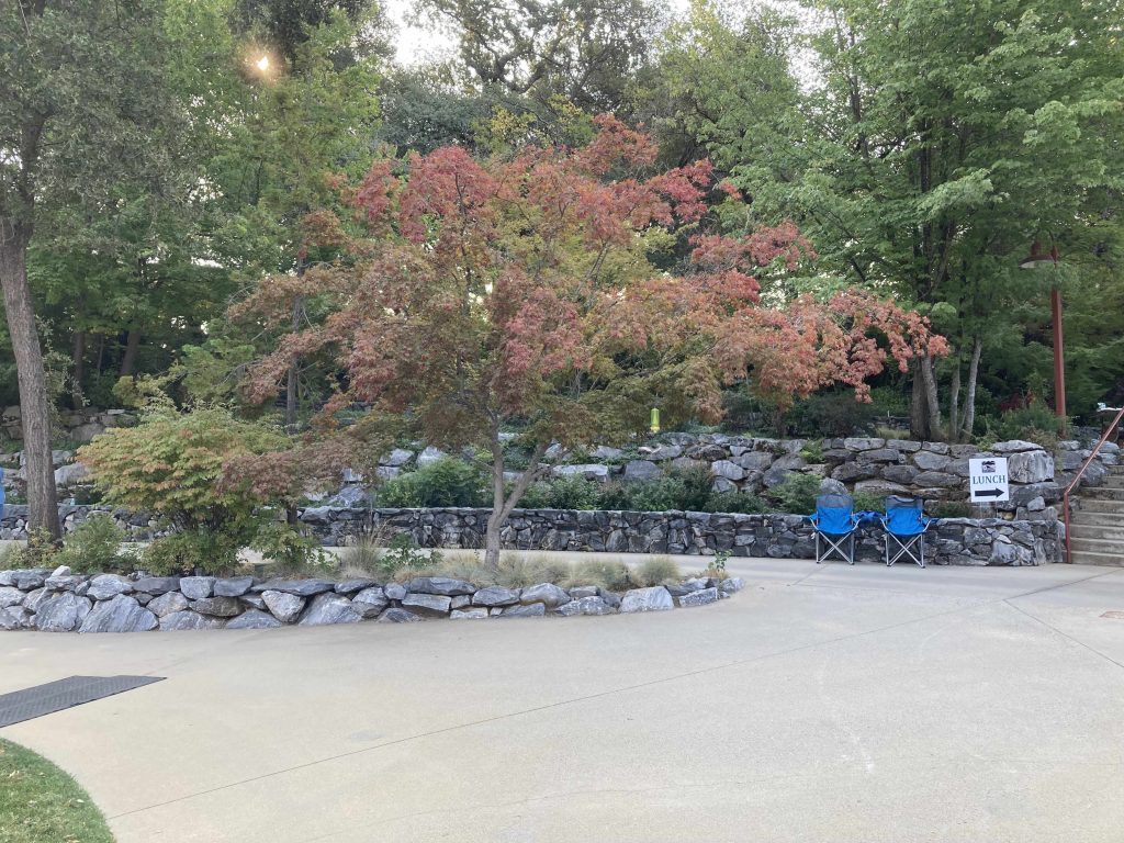 2021 9 25 Japanese Maple on Ironstone Winery Grounds