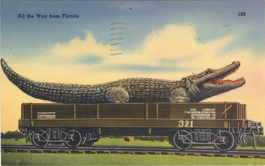 1959 8 1x EXAGGERATION Alligator All the Way from Florida 199 postcard ...