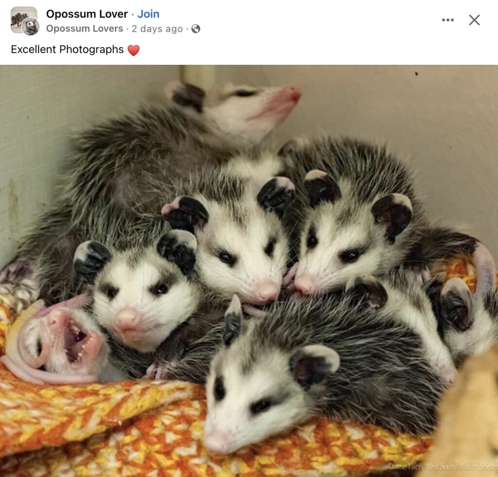 Opossums 059 FB