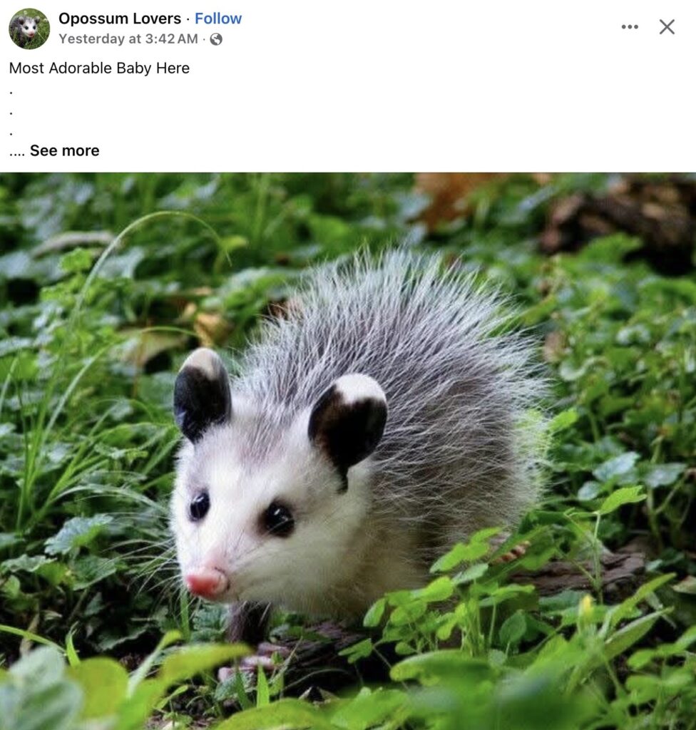 Opossum 395 FB
