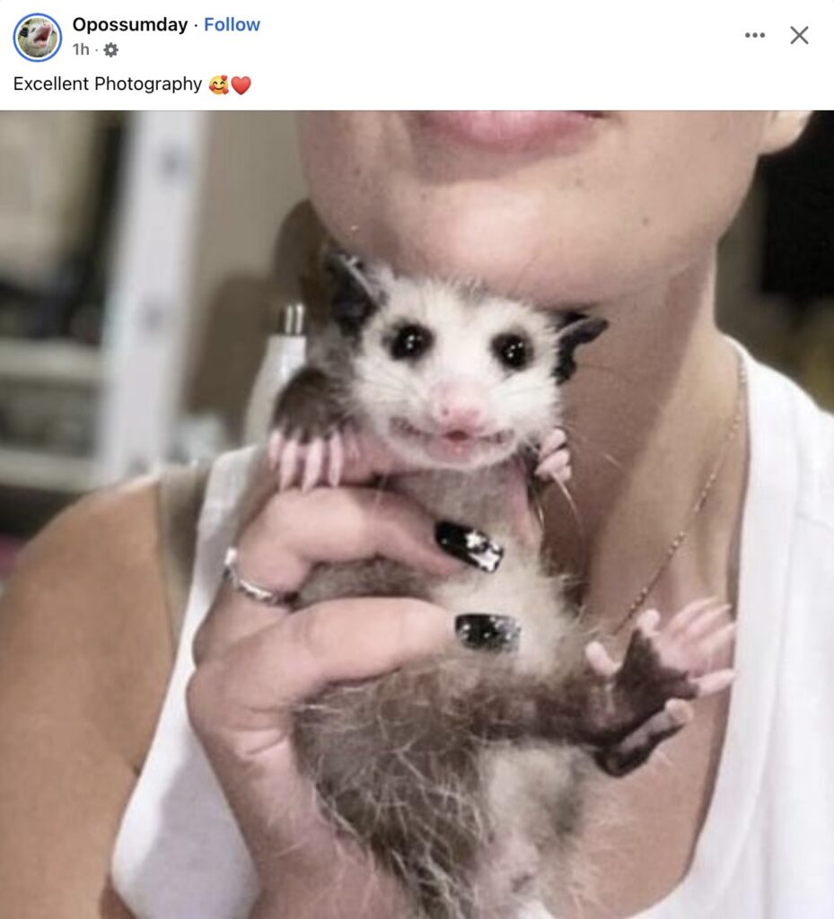 Opossum 411 FB