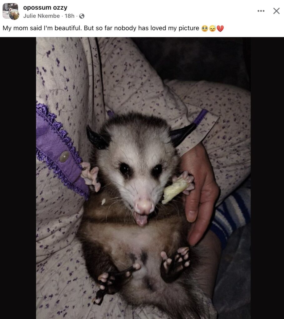 Opossum 447 FB