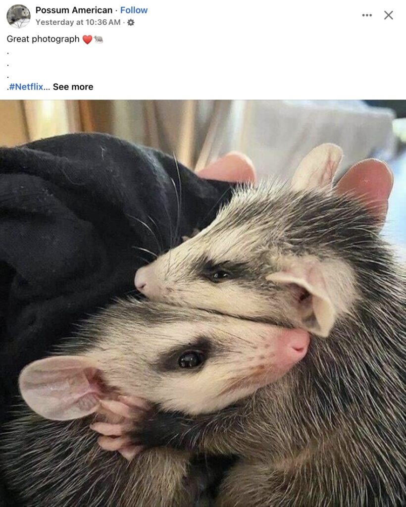 Opossums 144 FB