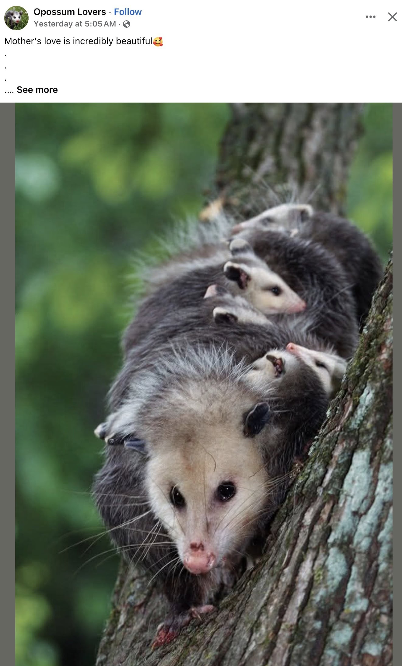 Opossums 159 FB