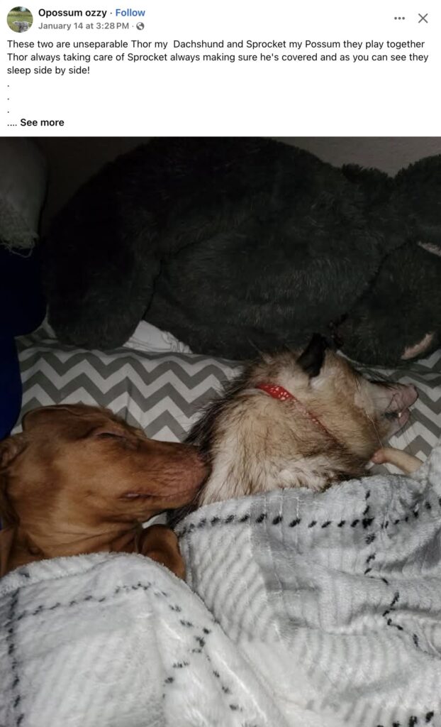 Opossum 492 and dog FB