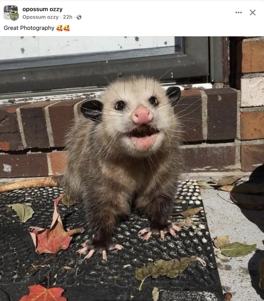 Opossum 504 FB
