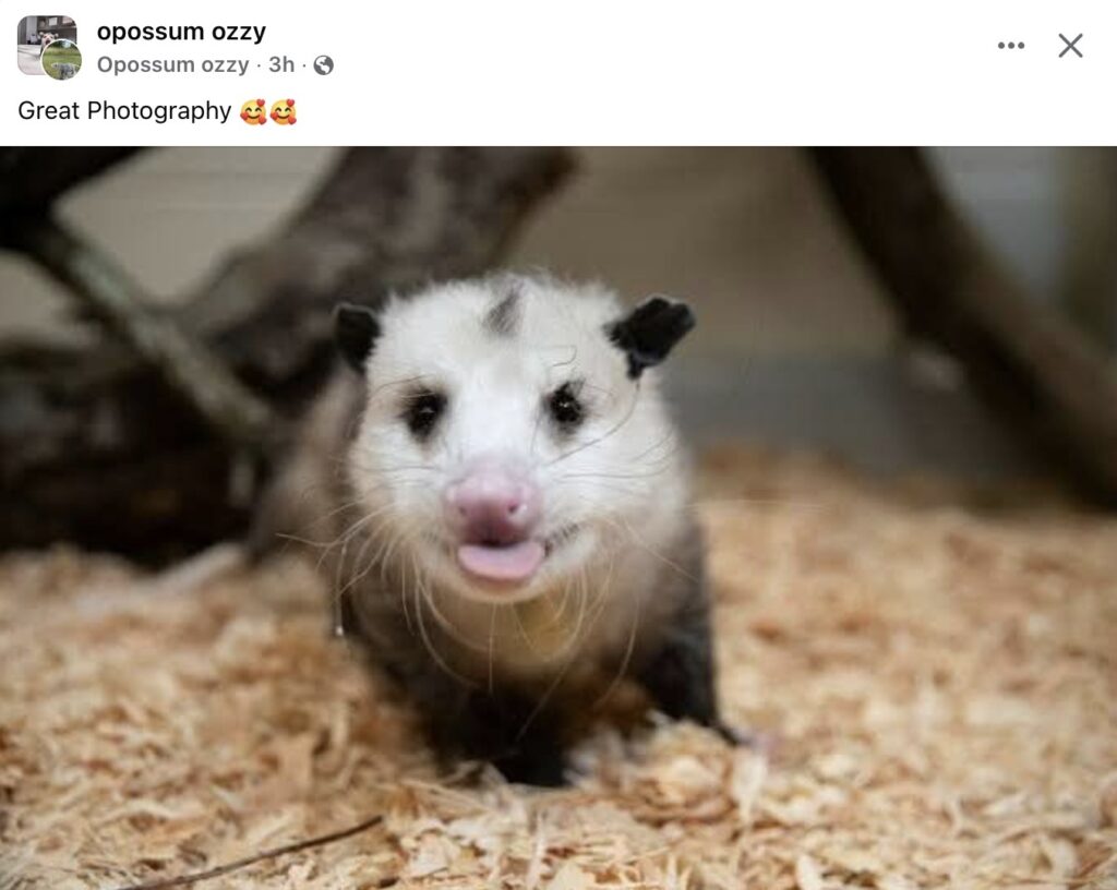 Opossum 532 FB