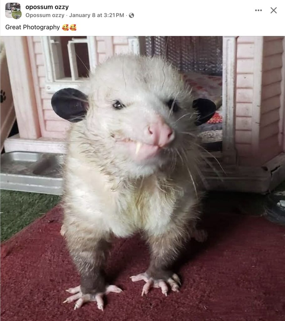 Opossum 560 FB