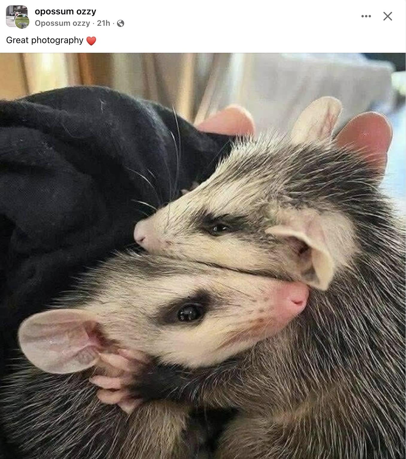 Opossums 183 FB