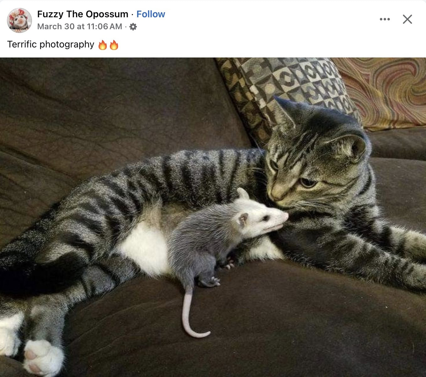 Opossum 560 with cat FB