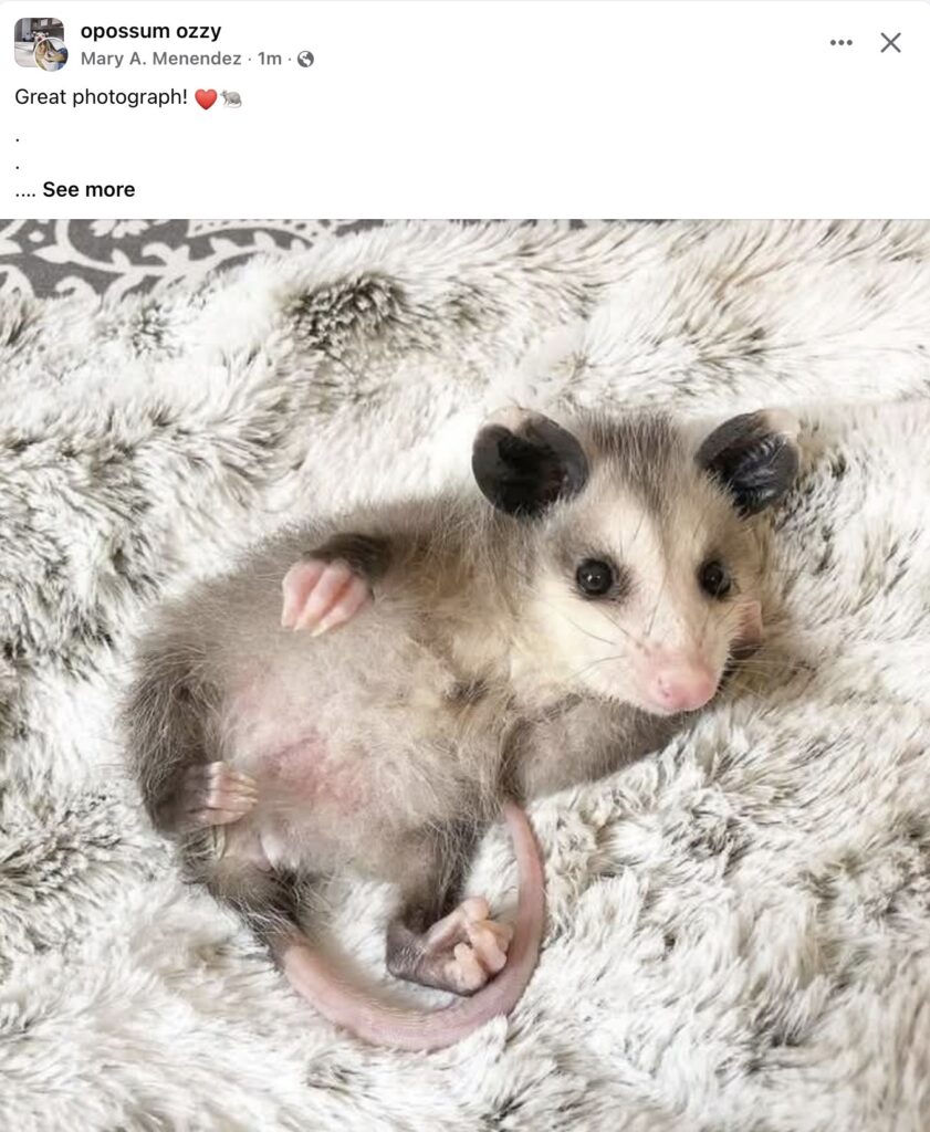 Opossum 574 FB