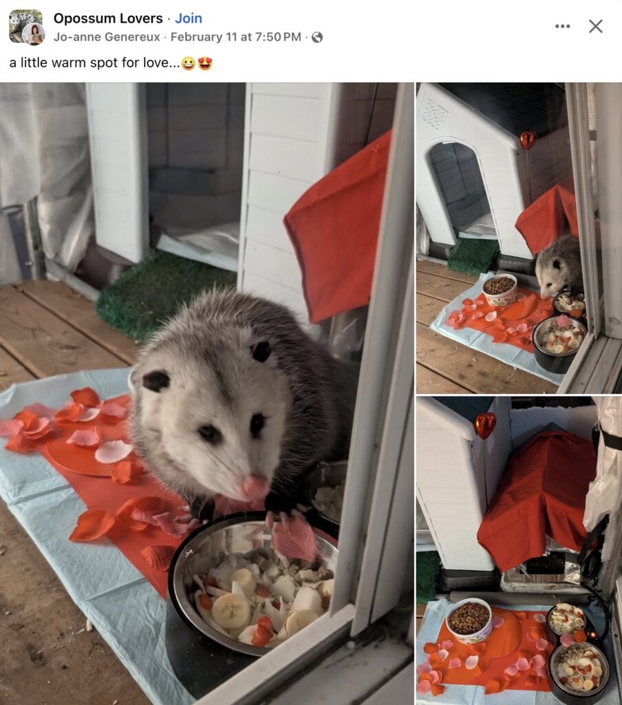 Opossum 588 FB