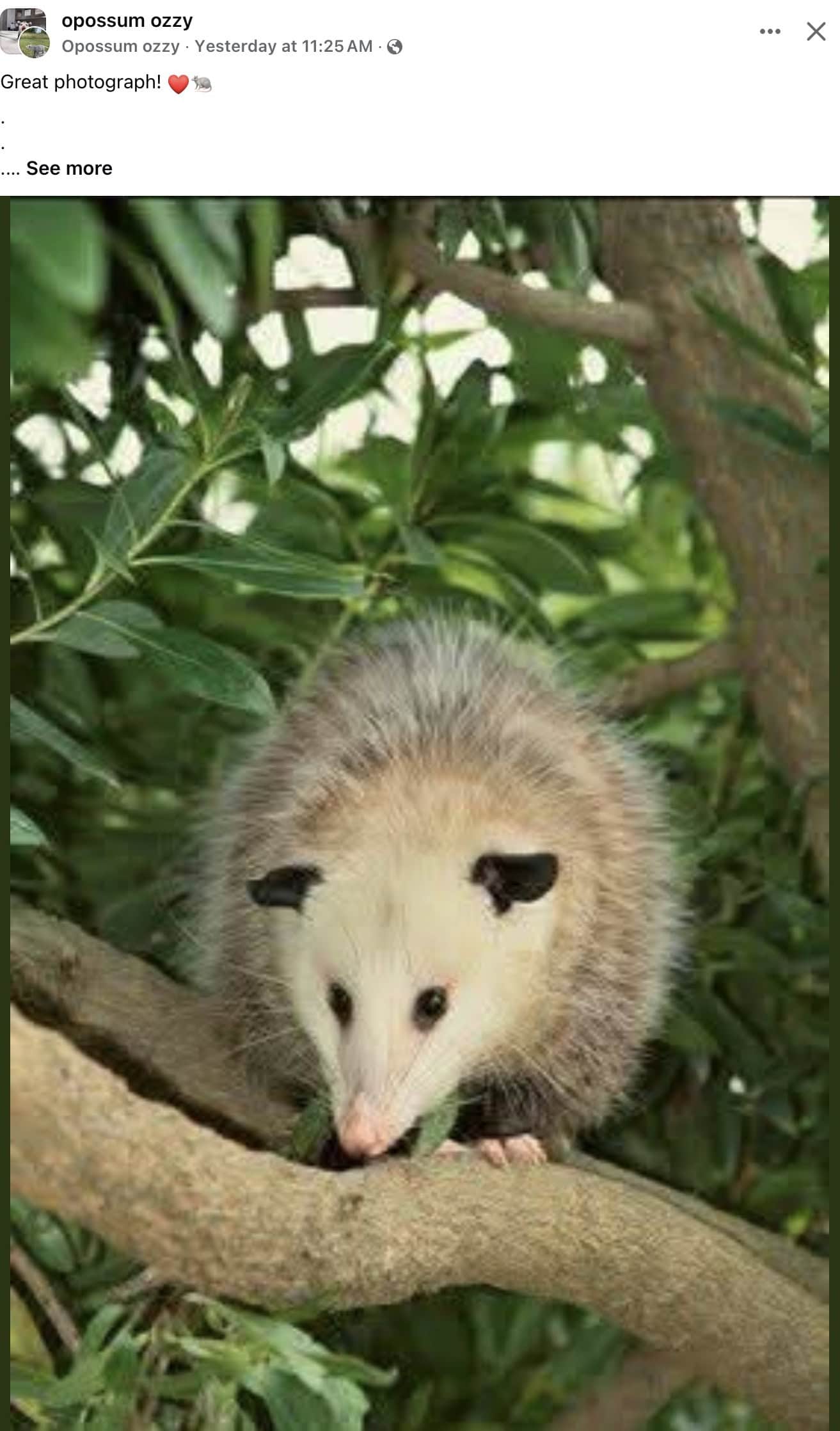 Opossum 592 FB