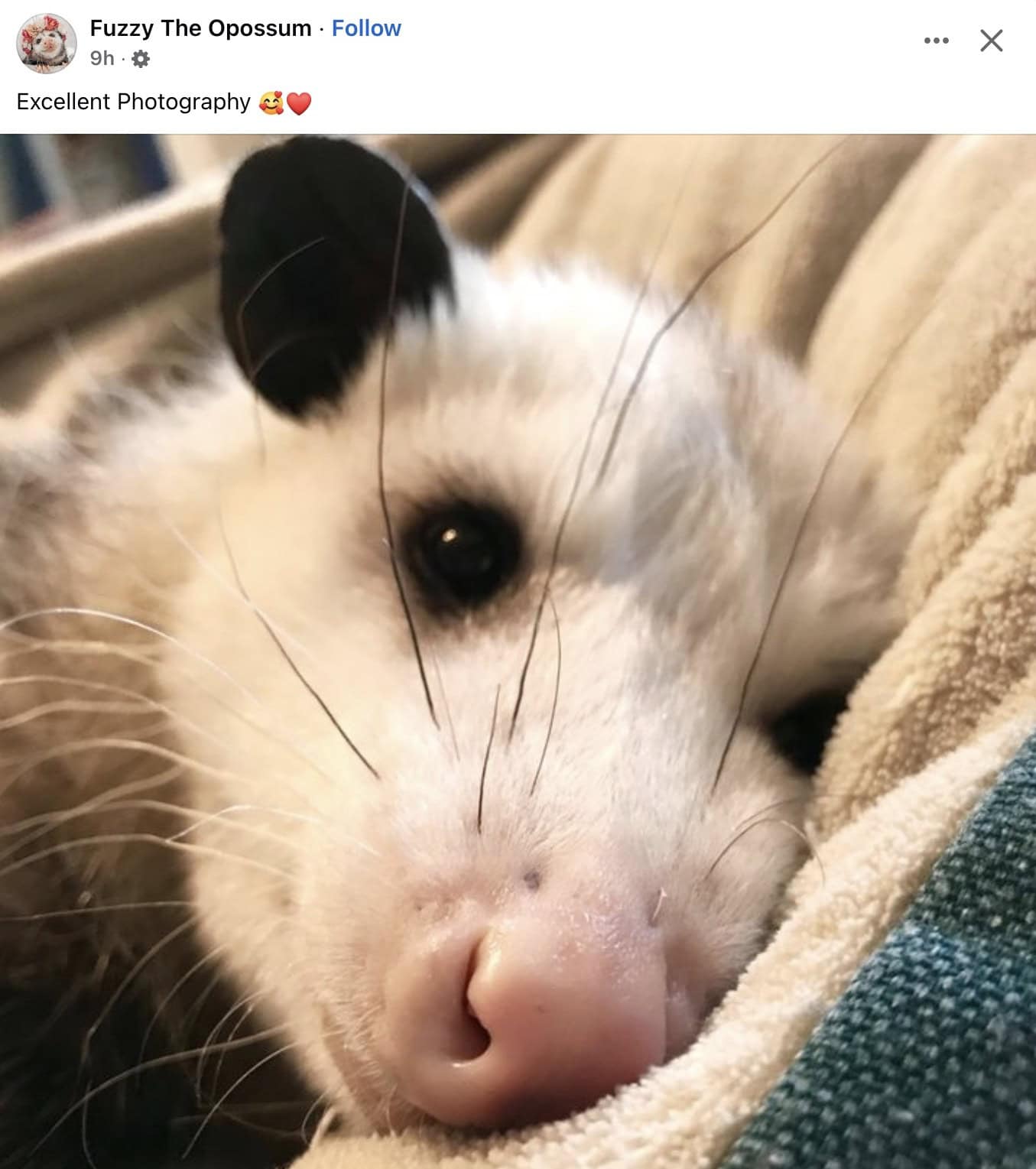 Opossum 625 FB