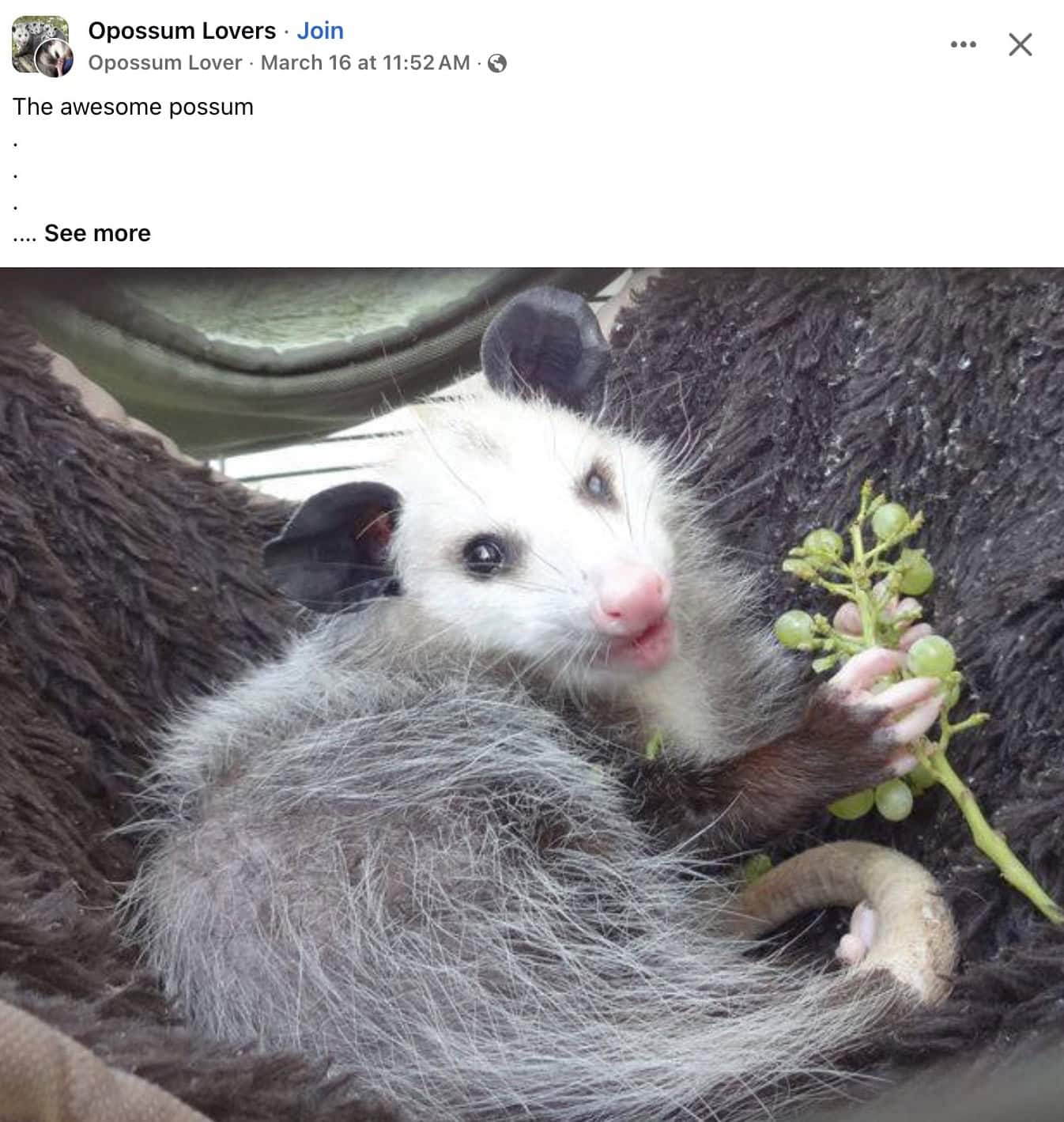 Opossum 654 FB