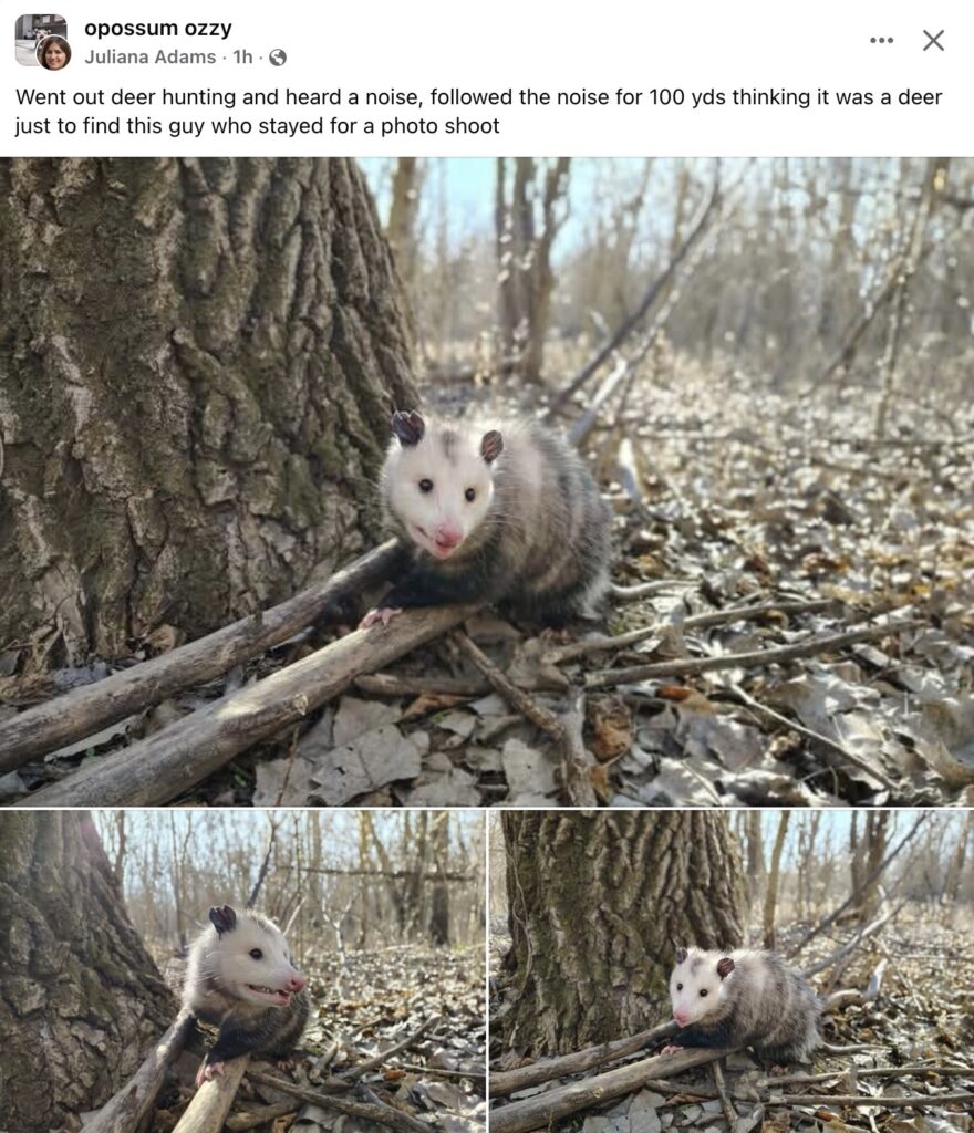 Opossum 672 FB