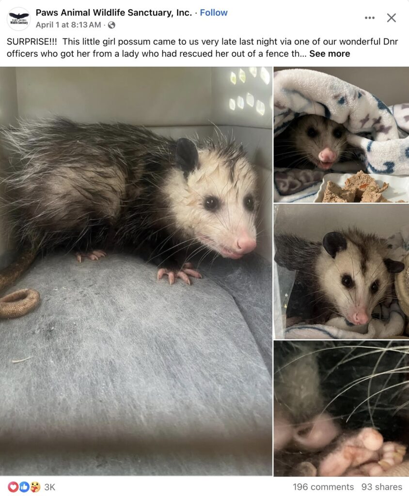 Opossum 677 FB