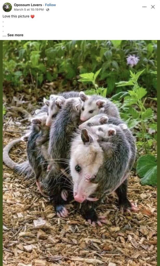 Opossums 195 FB
