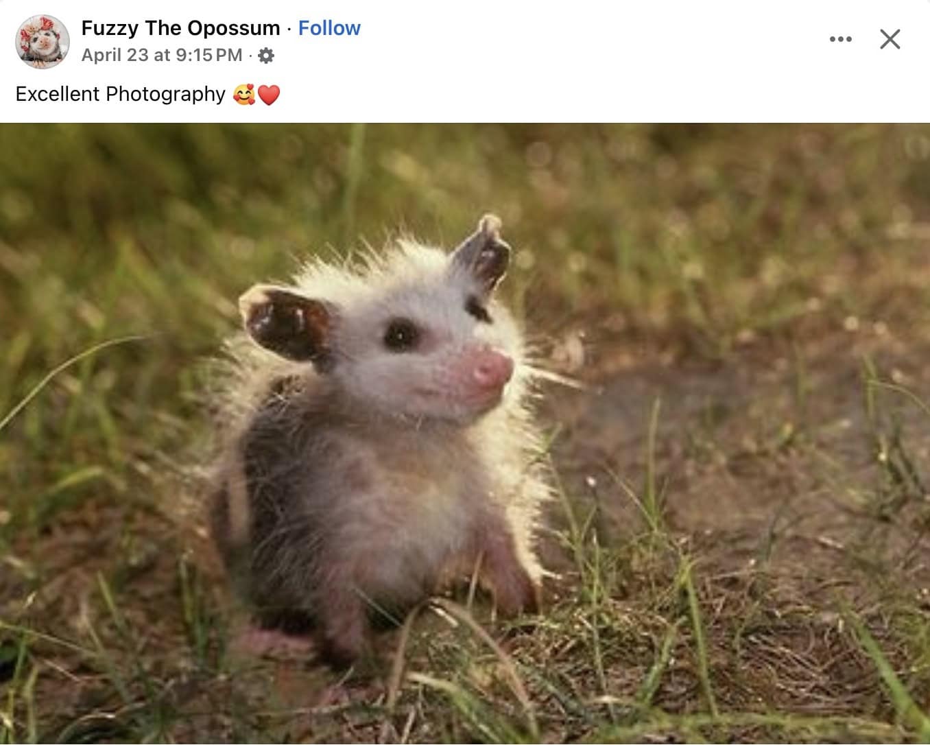 Opossum 683 FB
