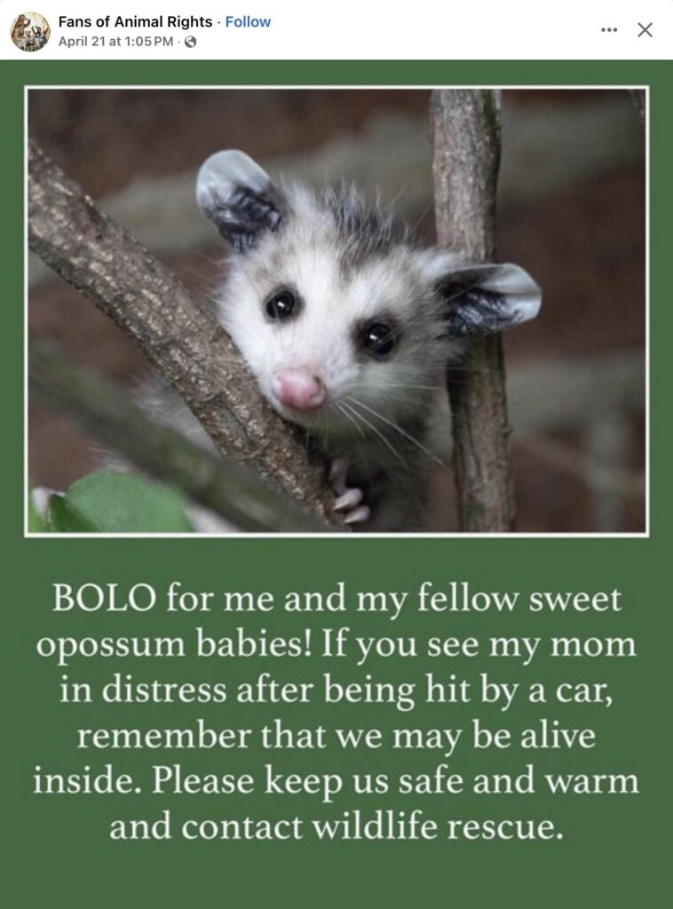 Opossum 684 FB