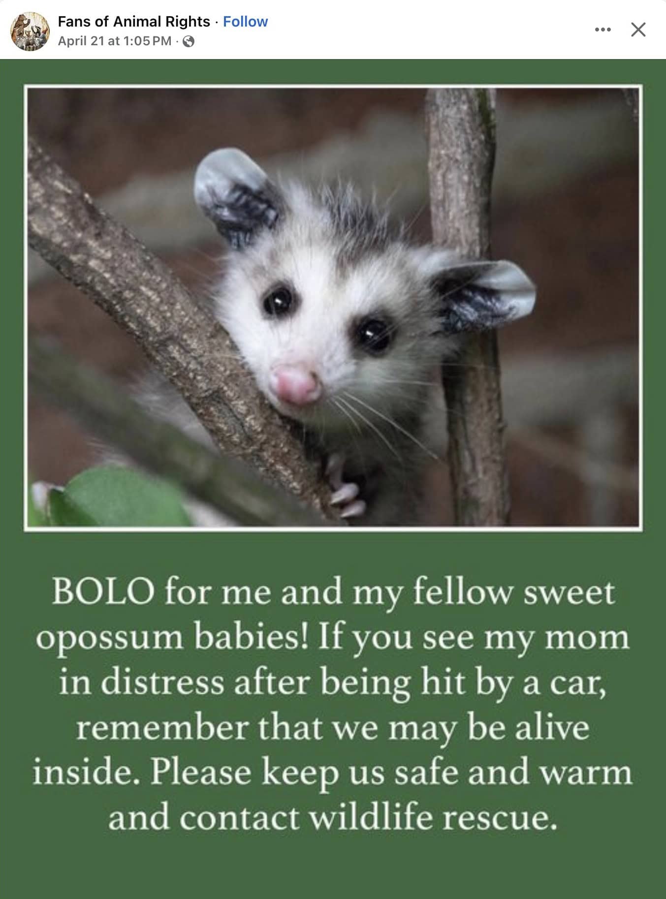 Opossum 684 FB