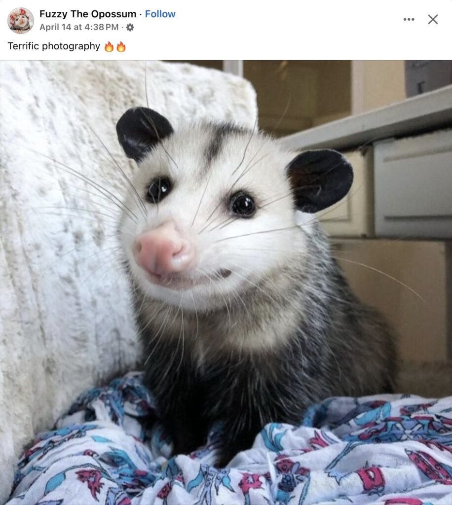 Opossum 700 FB