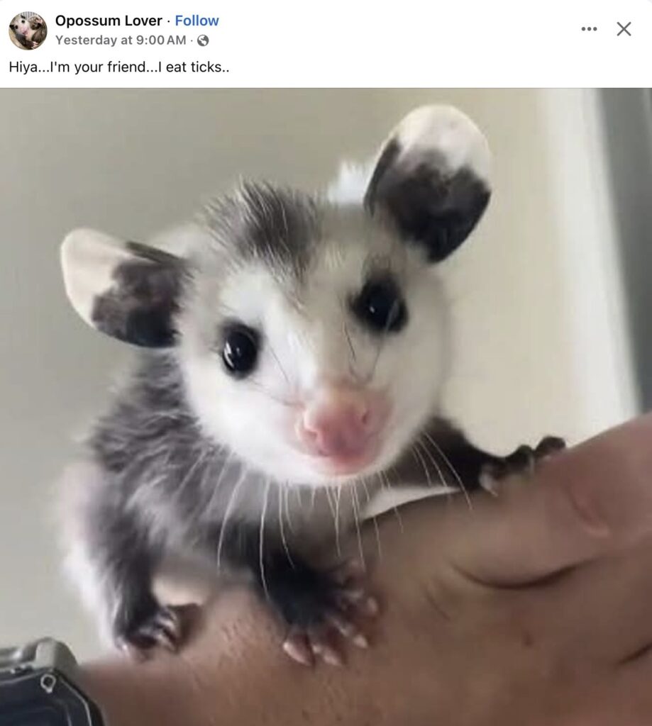 Opossum 710 FB