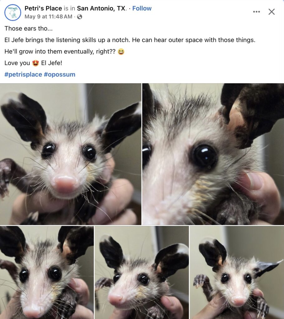 Opossum 714 FB