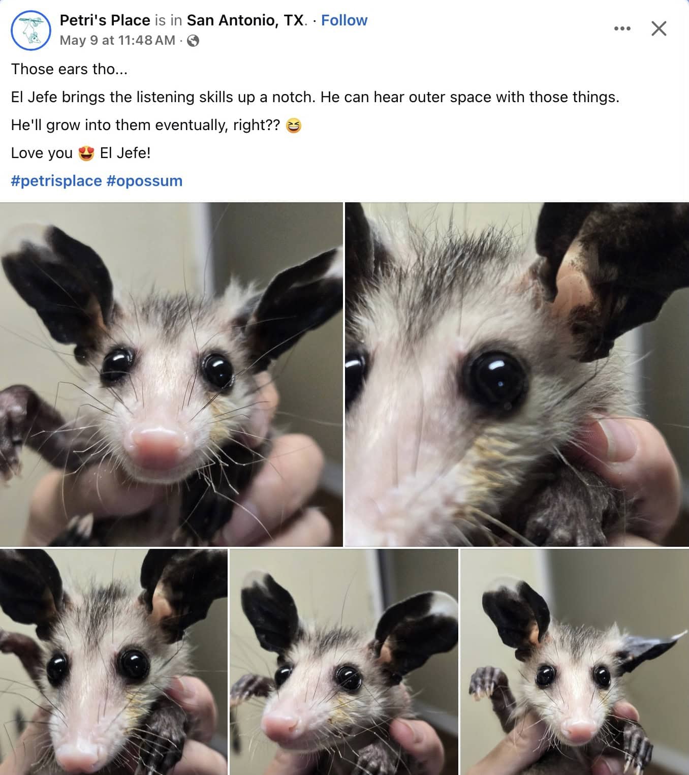 Opossum 714 FB
