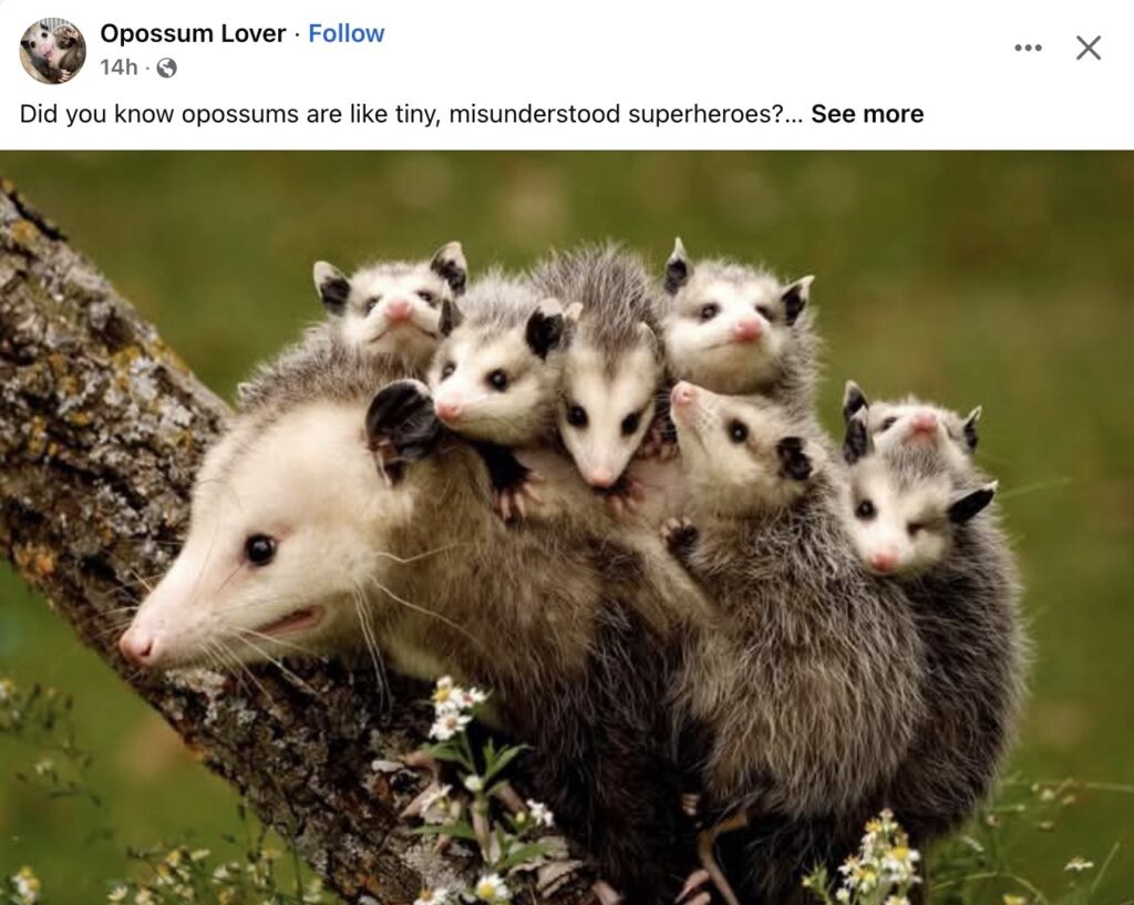 Opossums 228 FB