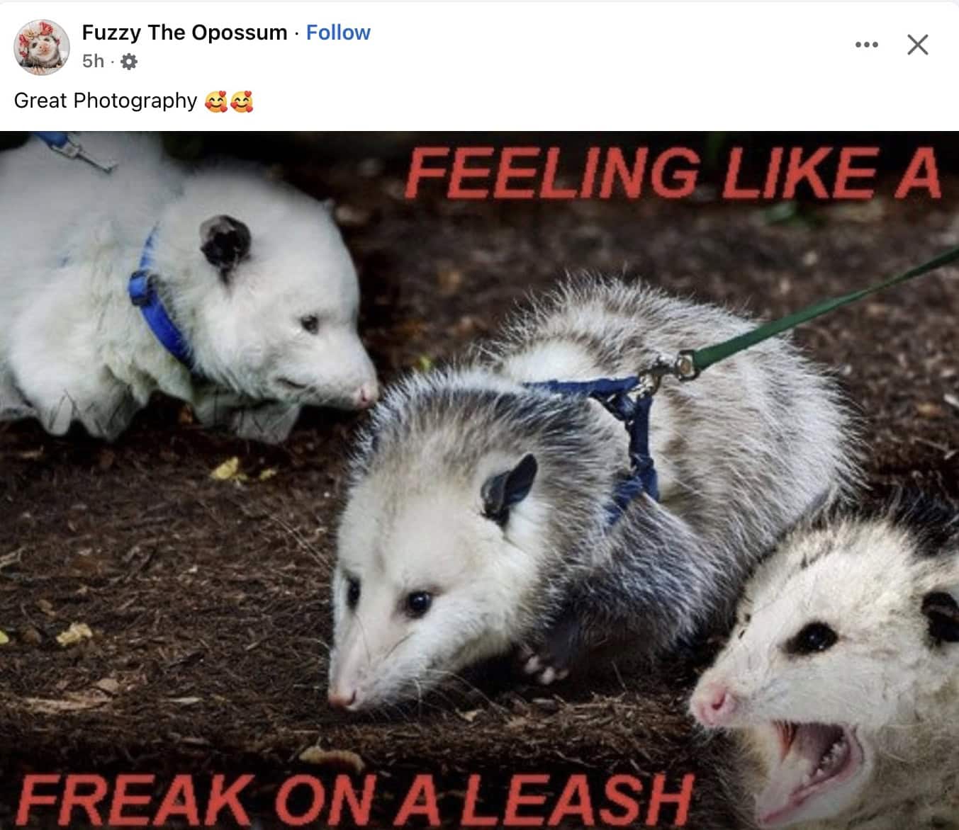 Opossums 238 FB